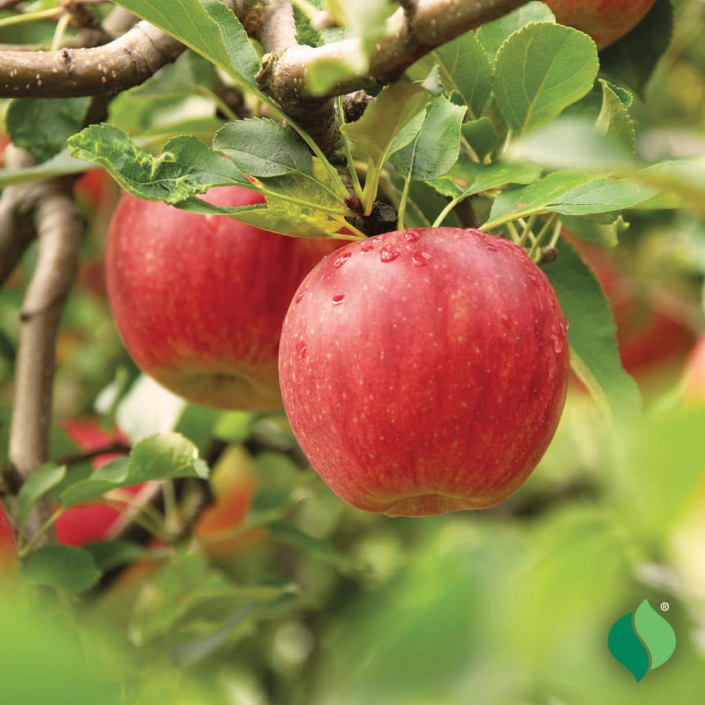 Apple Tree, 'Jonathan' - DeGroot