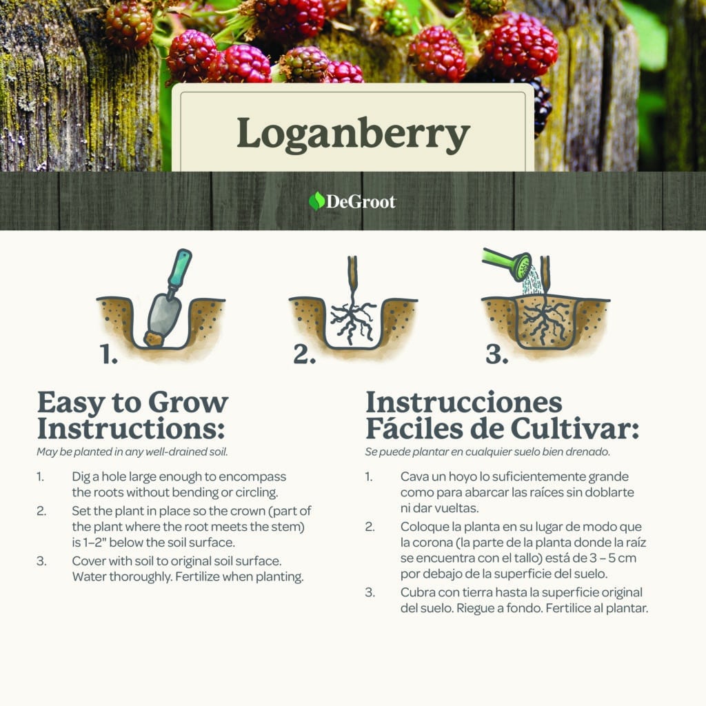 Loganberry - DeGroot