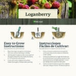 Loganberry - DeGroot
