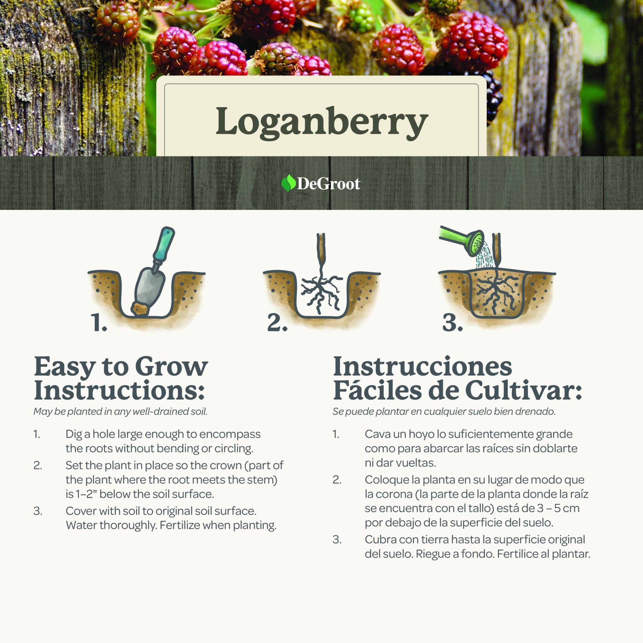 Loganberry - DeGroot
