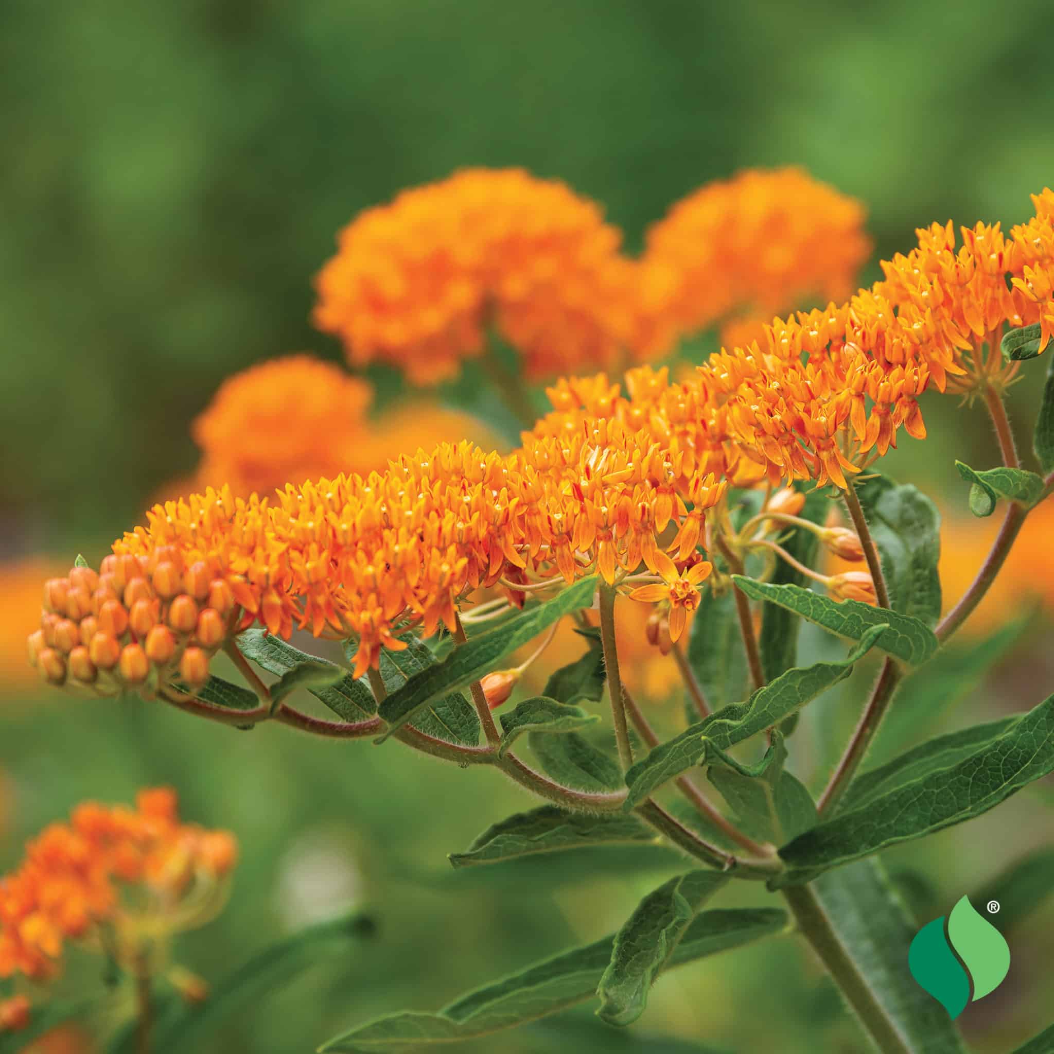 Asclepias tuberosa (Butterfly Plant) - DeGroot