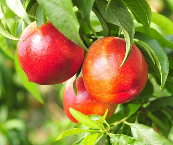 Nectarine Tree, 'Red Gold' - DeGroot