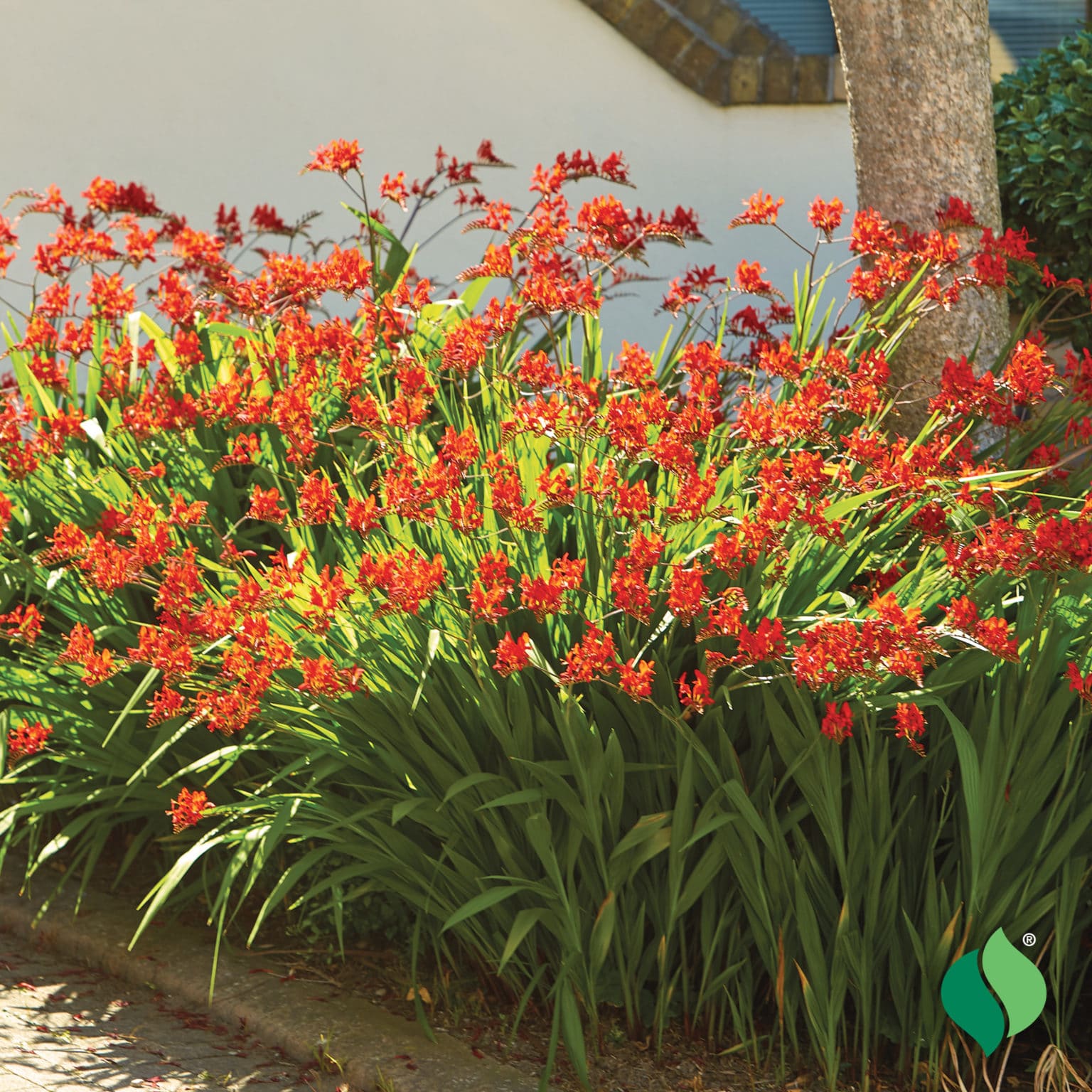 Crocosmia 'Fire King' - DeGroot