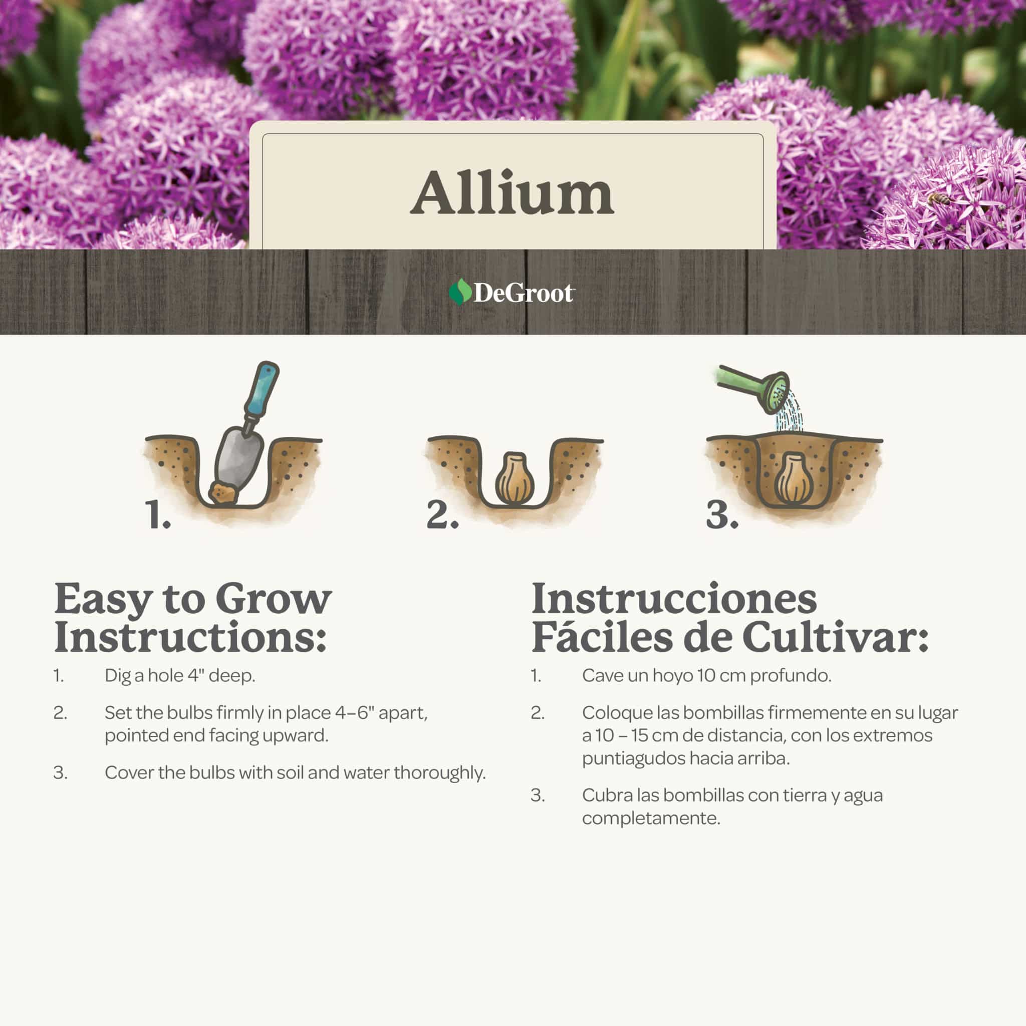 Allium Big Impact™ Mix - DeGroot