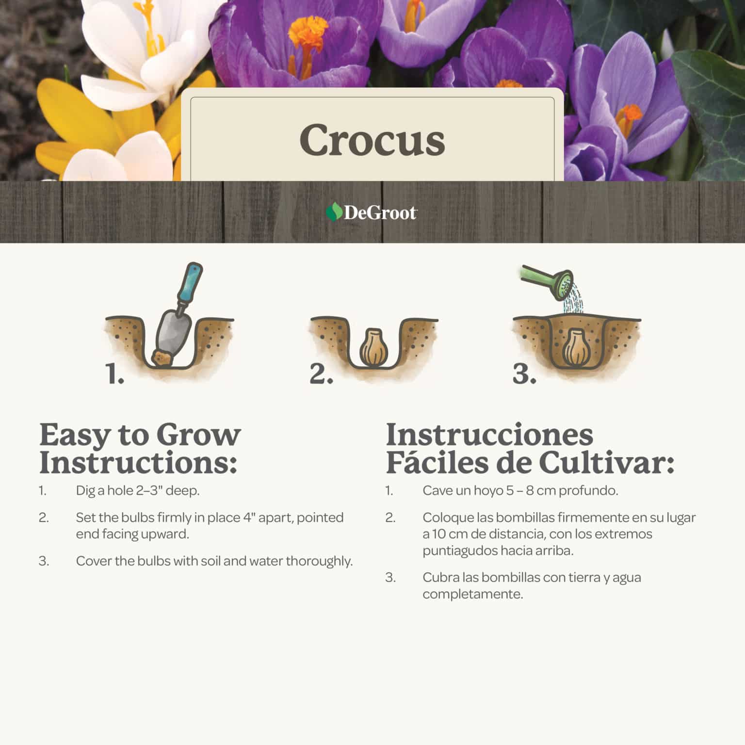 Crocus, Blue Moon Mix - DeGroot