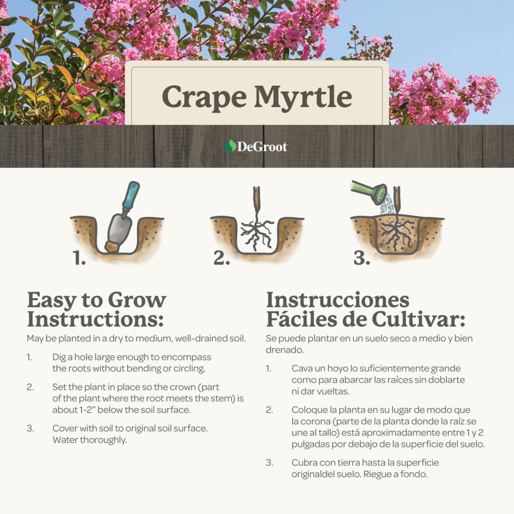 Crape Myrtle, Red - DeGroot