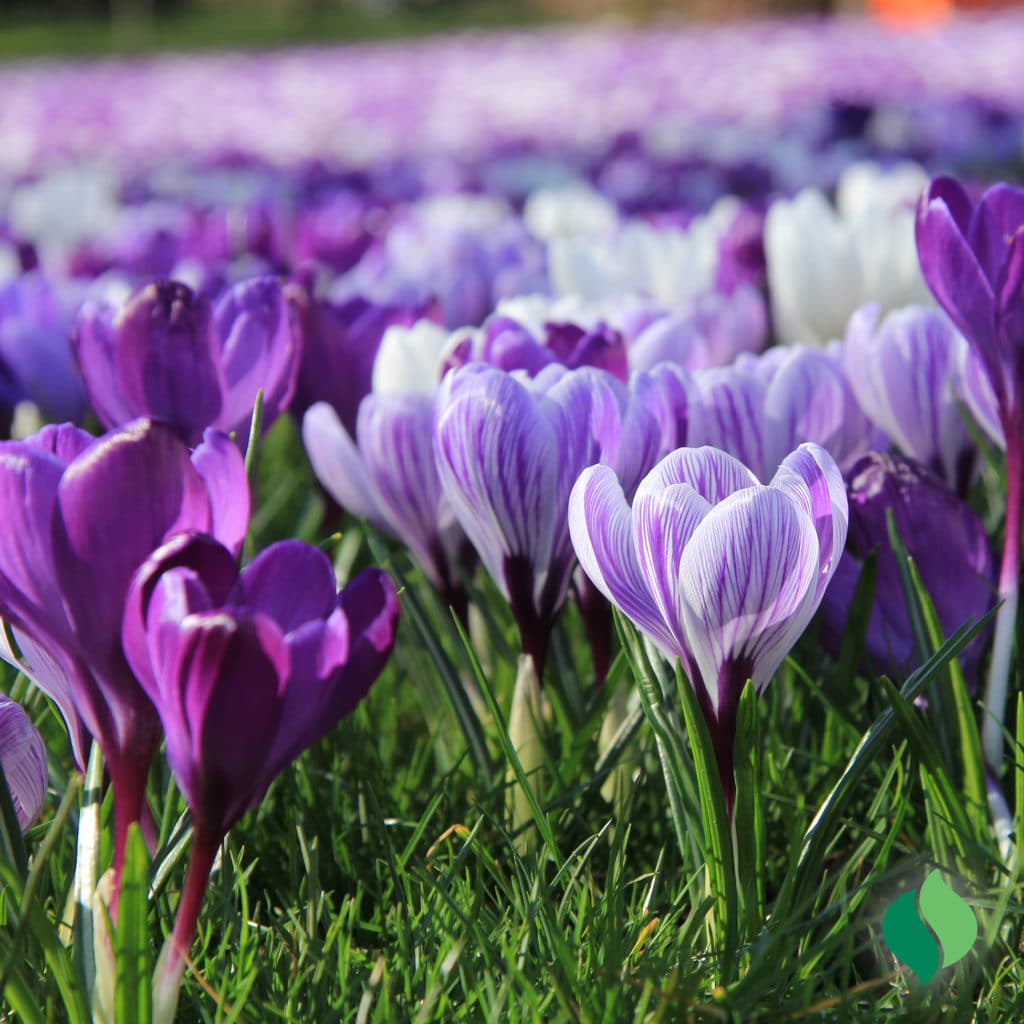 Crocus, Blue Moon Mix - DeGroot