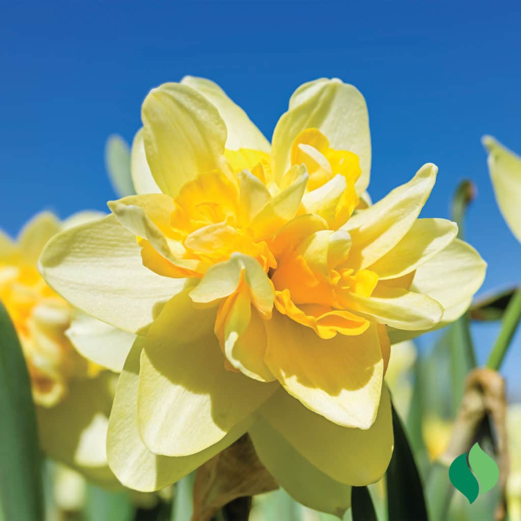 Daffodil, Double Mix - DeGroot