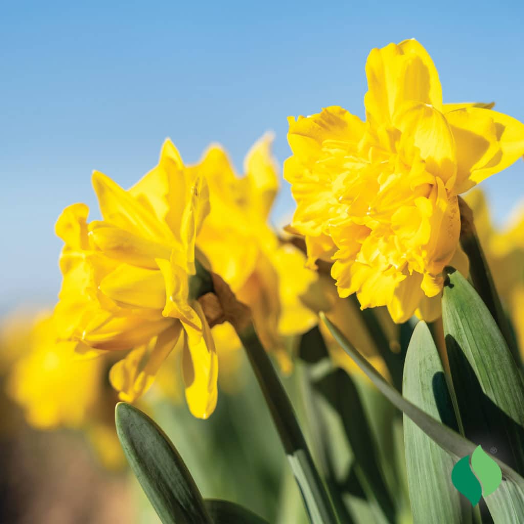 Daffodil, Double Mix - DeGroot