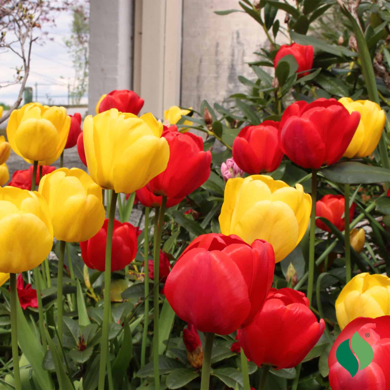 Tulip, Classic Mix - DeGroot