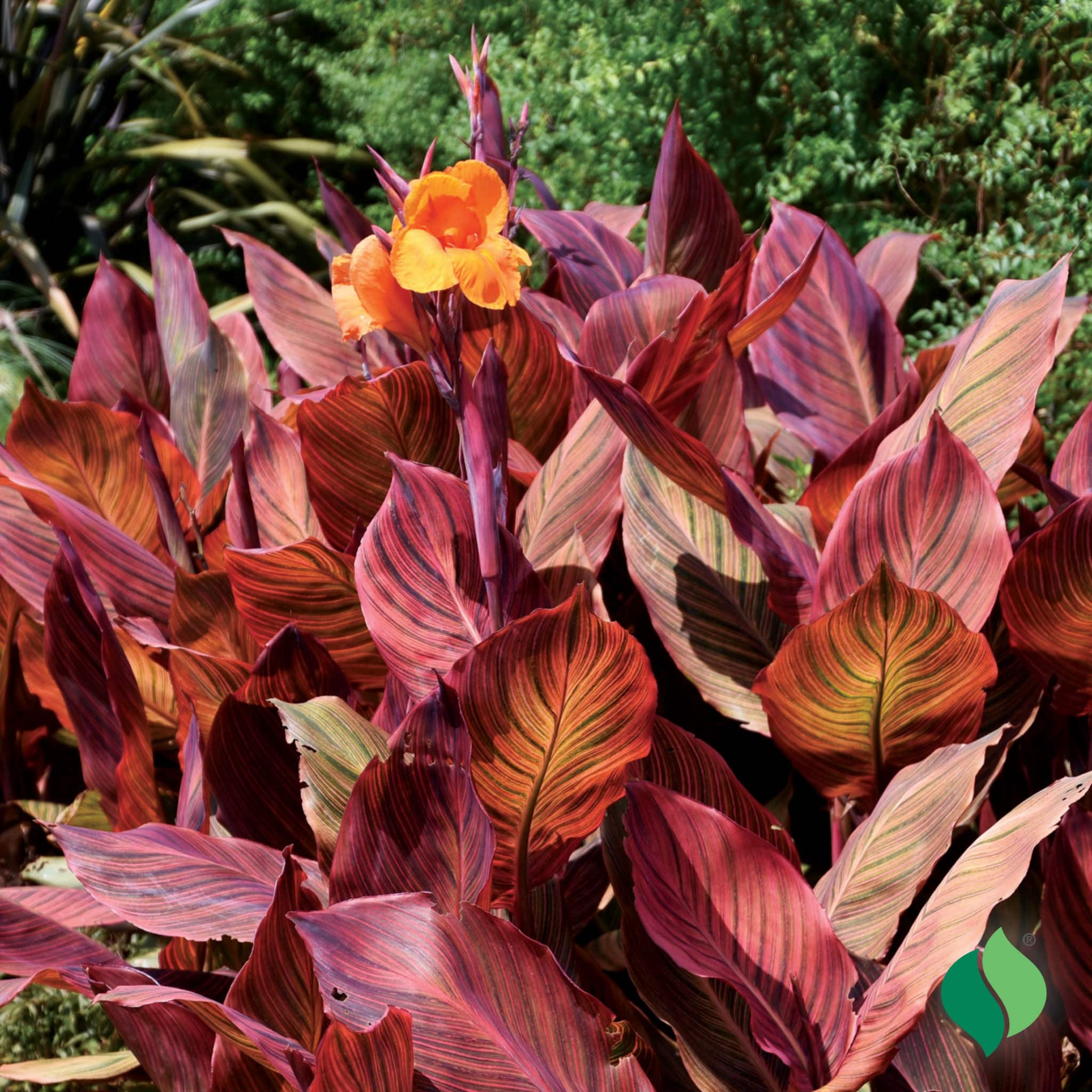 Canna 'Wyoming' - DeGroot