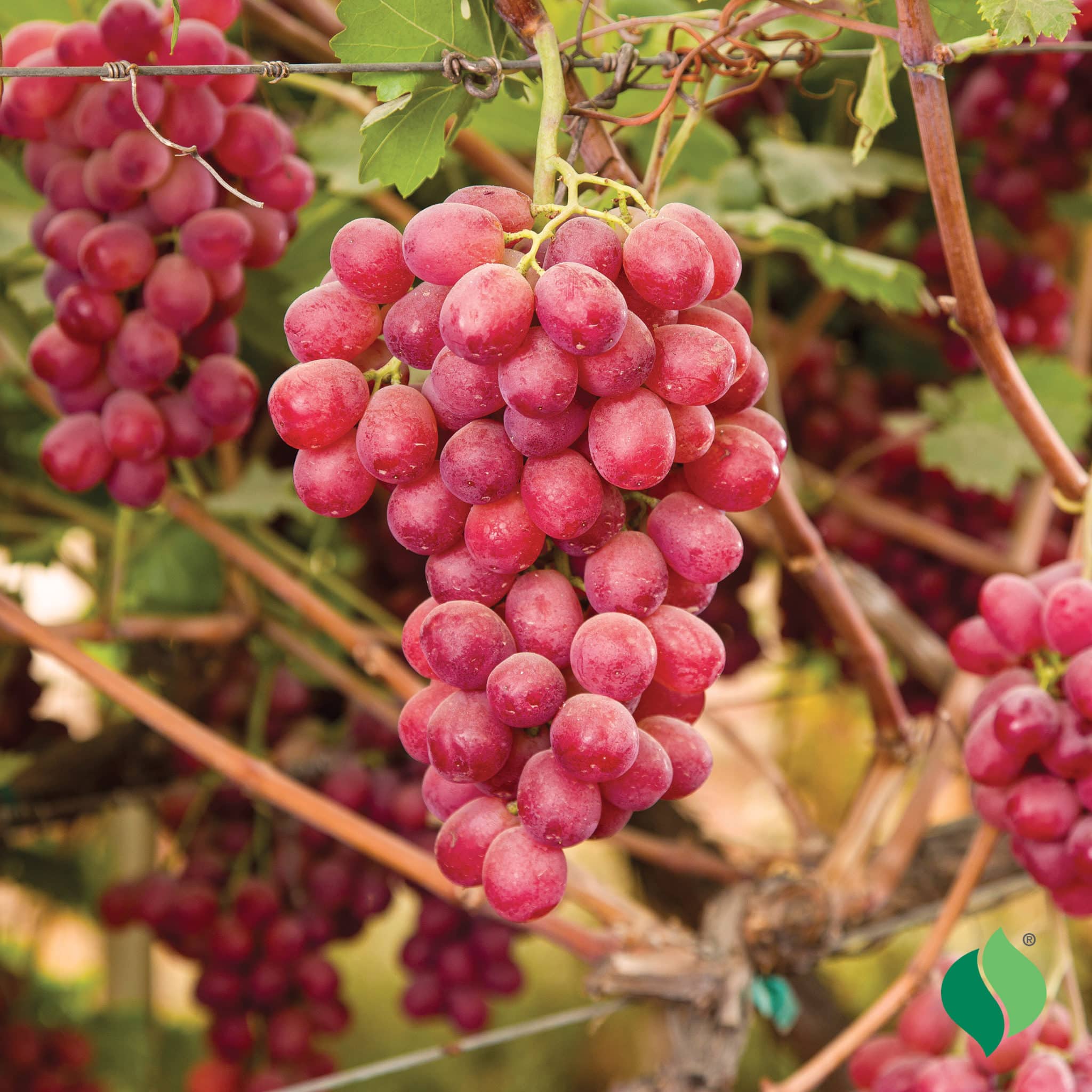 Grape, Canadice (seedless) - DeGroot