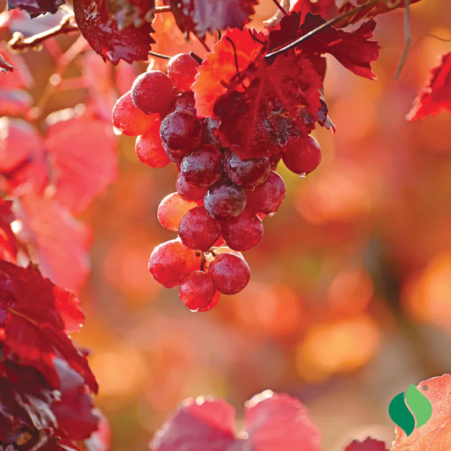 Grape, Catawba - DeGroot