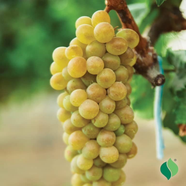Grape, Himrod (seedless) - DeGroot