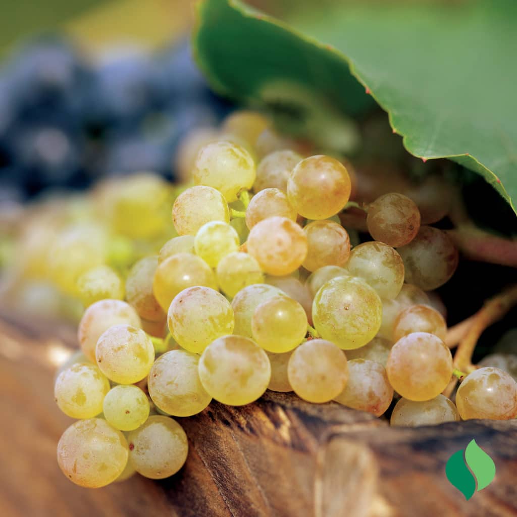 Grape, Himrod (seedless) - DeGroot
