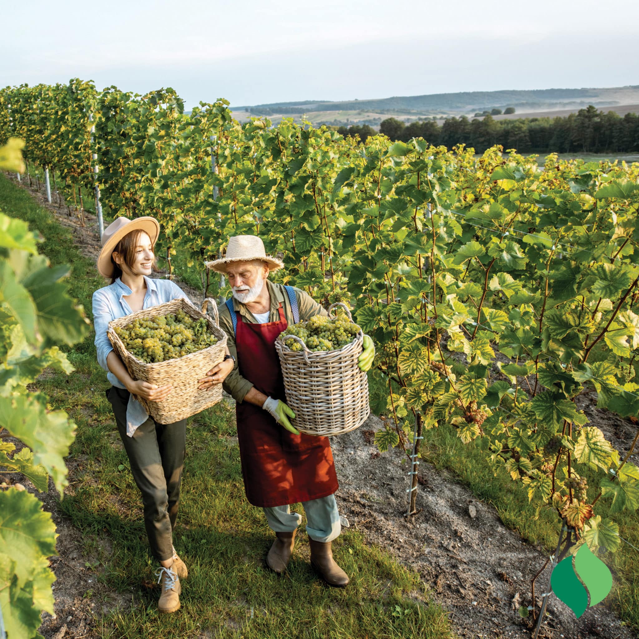 Grape, Himrod (seedless) - DeGroot