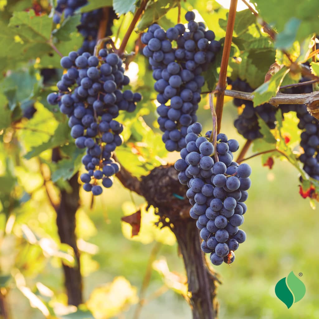 Grape, Mars (seedless) - DeGroot