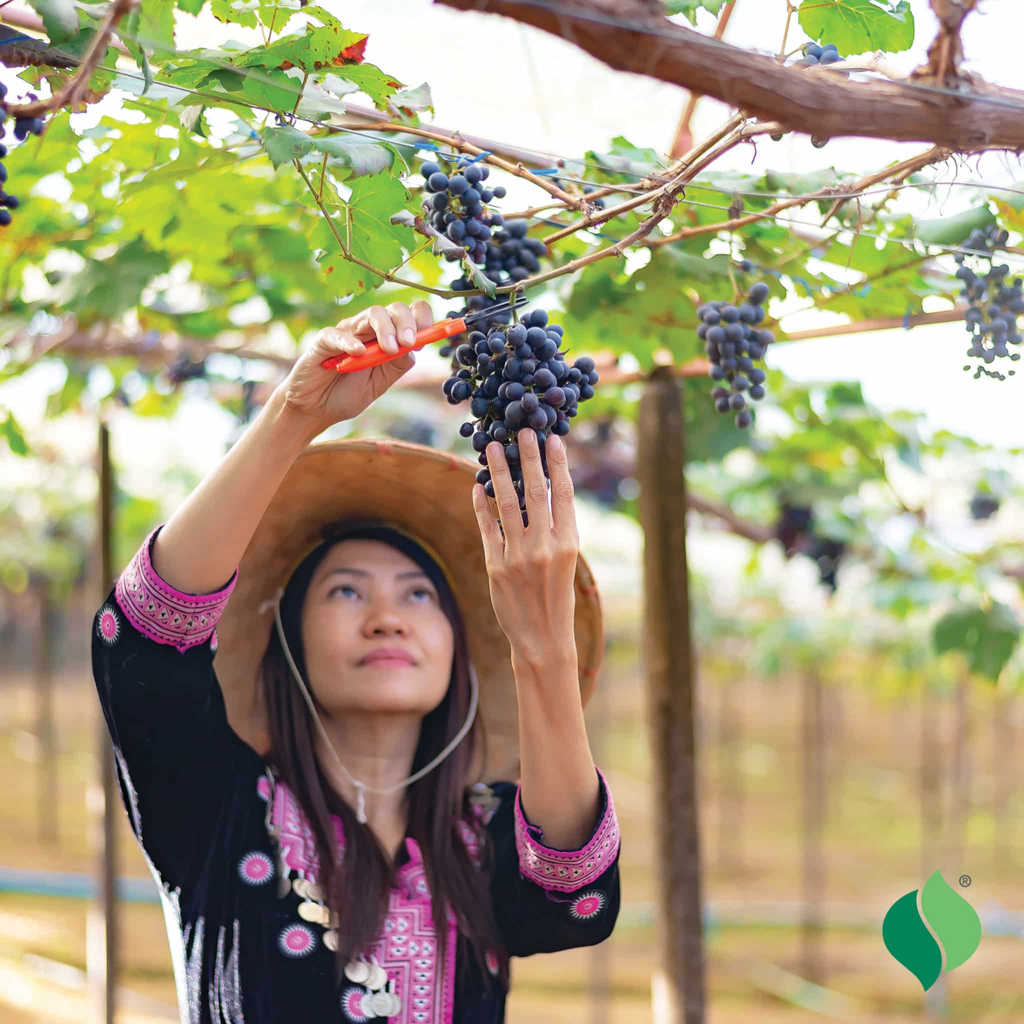 Grape, Mars (seedless) - DeGroot