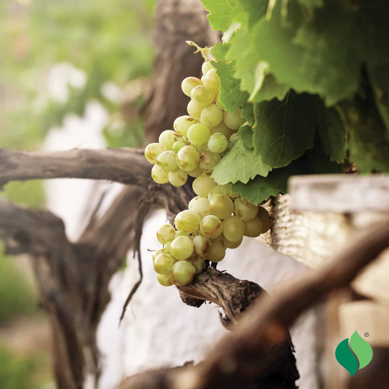 Grape, Niagara - DeGroot