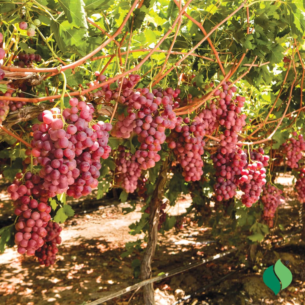 Grape, Suffolk (seedless) - DeGroot