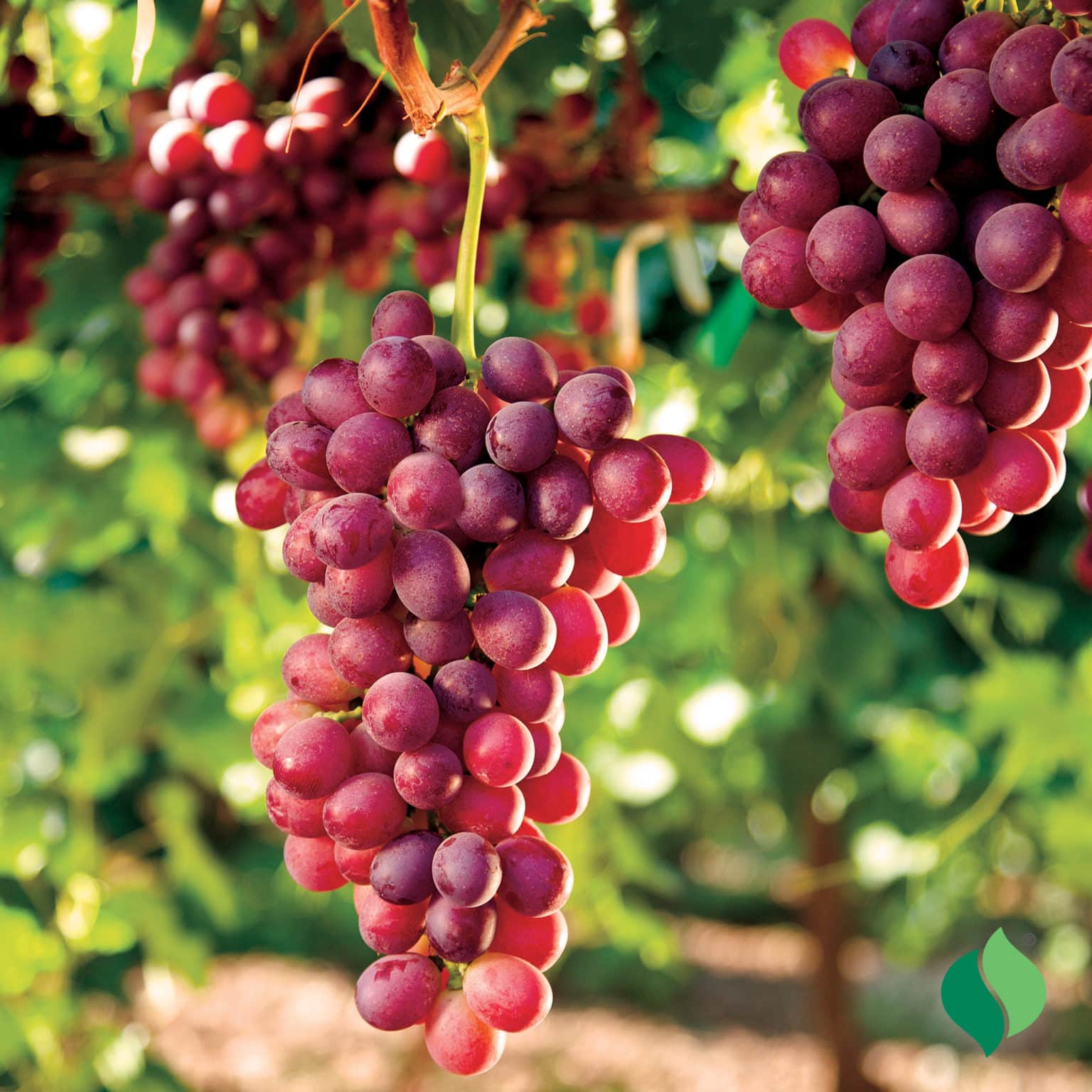 Grape, Suffolk (seedless) - DeGroot