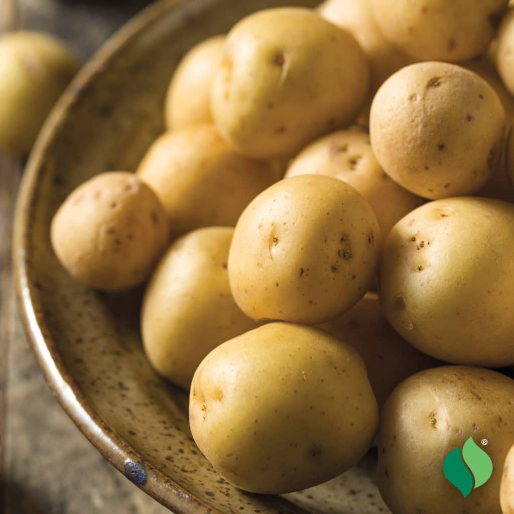 Potato, 'Kennebec' - DeGroot
