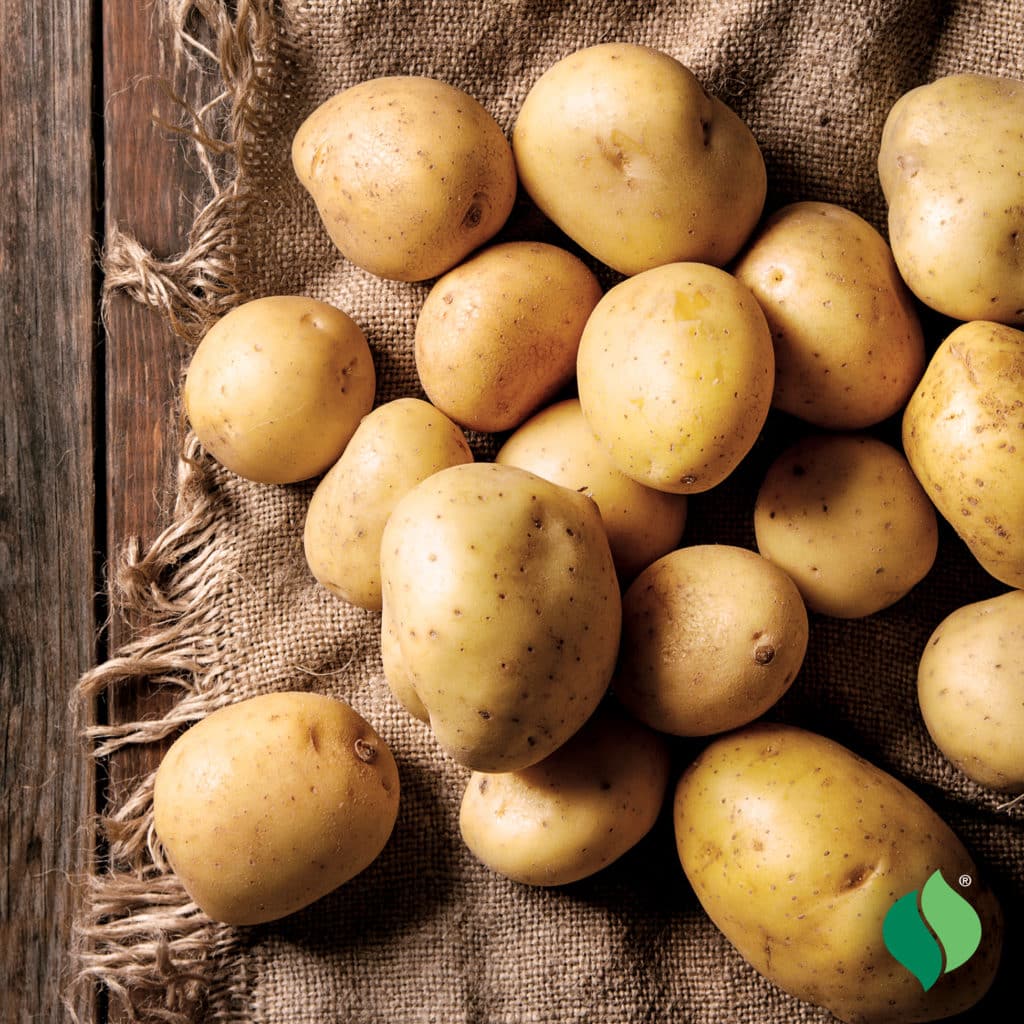 Potato, 'Kennebec' - DeGroot