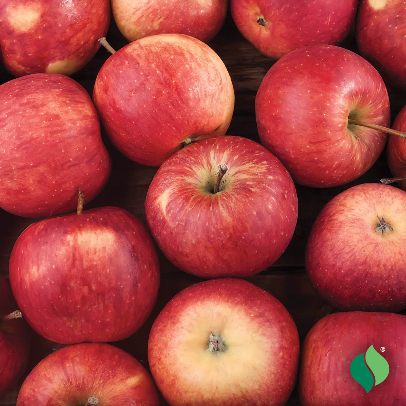 Apple Tree, 'Jonathan' - DeGroot