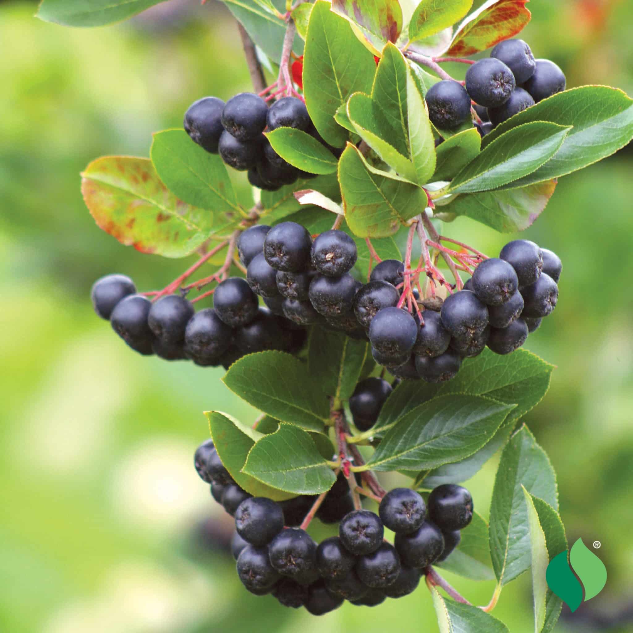 Aronia Berry - DeGroot