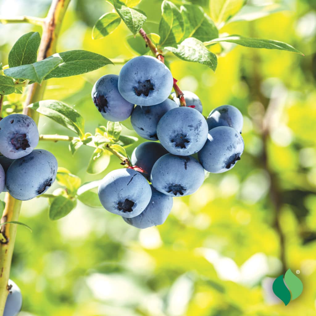 Blueberry 'Biloxi' - DeGroot