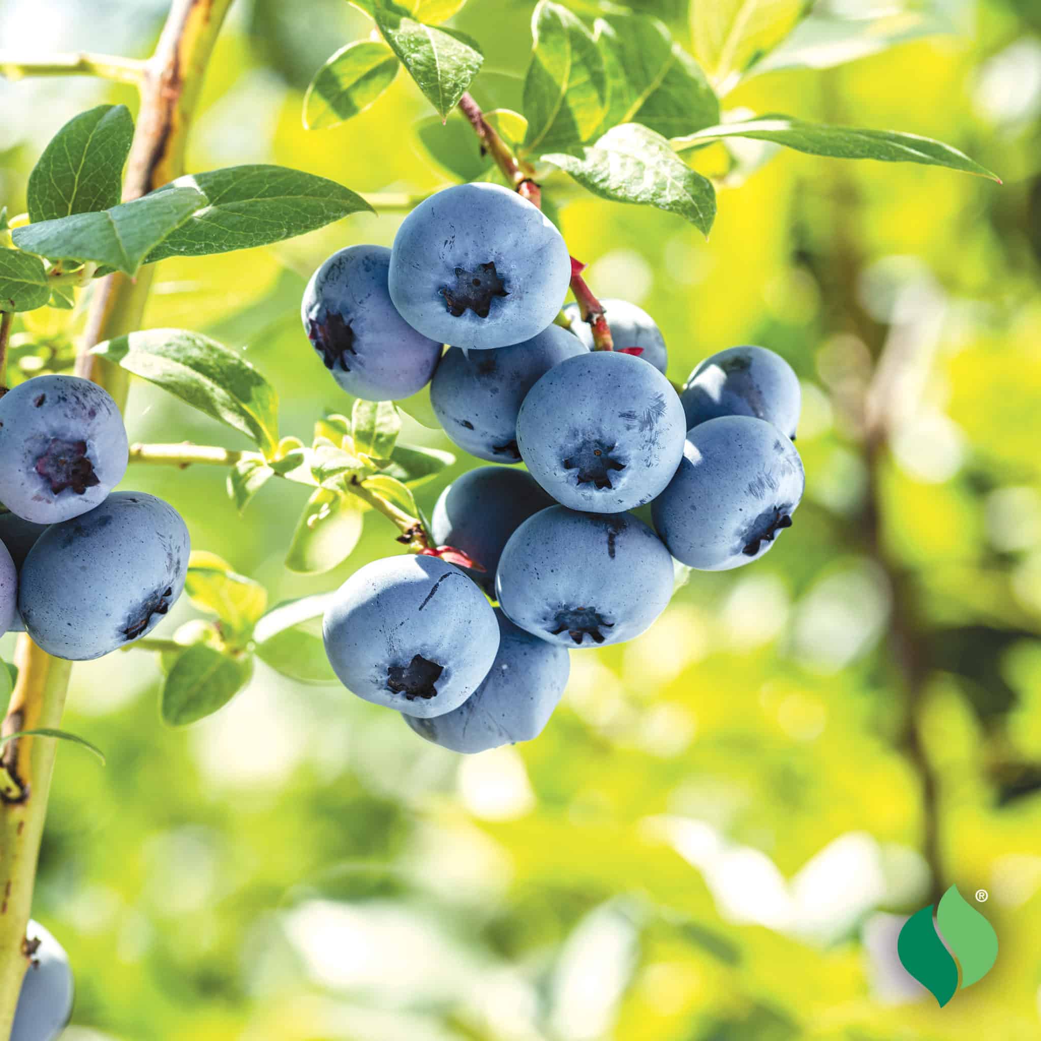 Blueberry 'Biloxi' - DeGroot