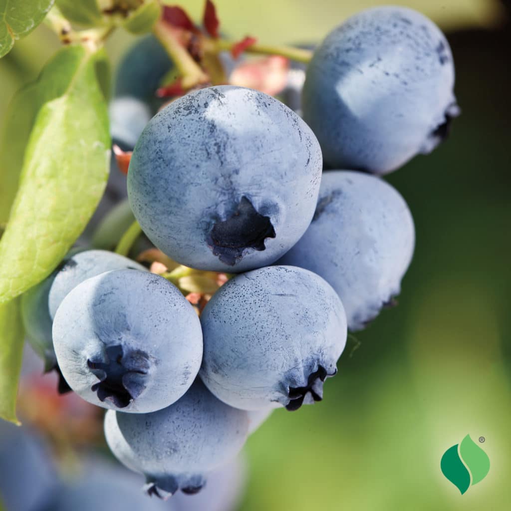 Blueberry 'Biloxi' - DeGroot