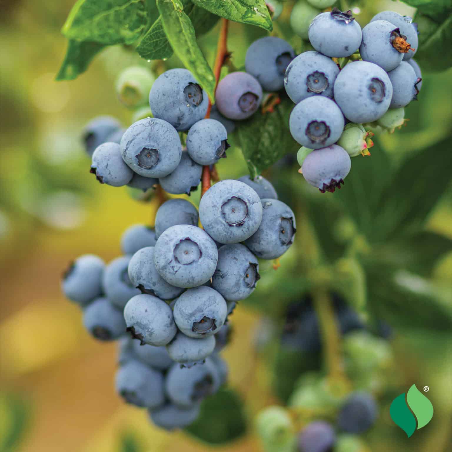 Blueberry 'Legacy' - DeGroot