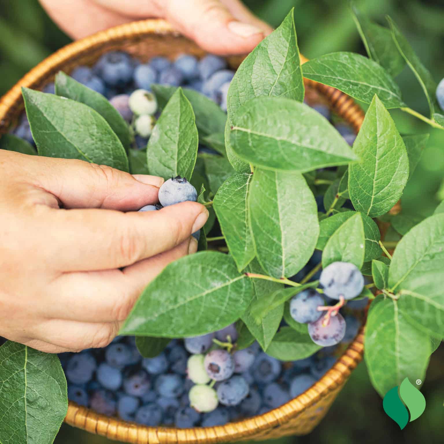 Blueberry 'Legacy' - DeGroot