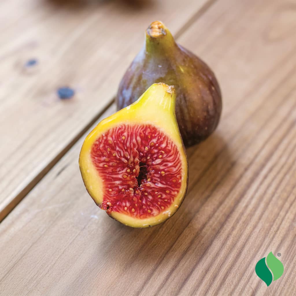 Fig, Brown Turkey - DeGroot