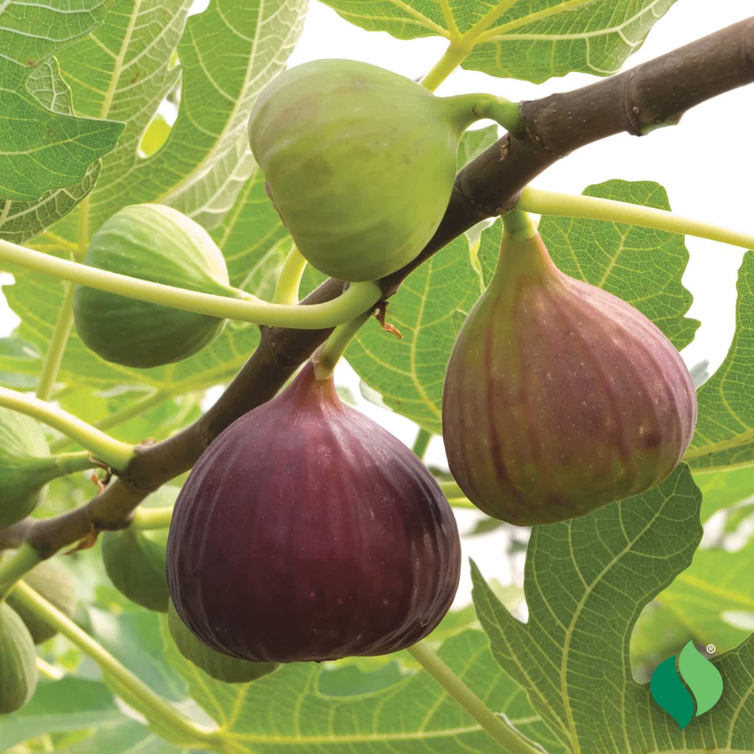 Fig, Celeste - DeGroot