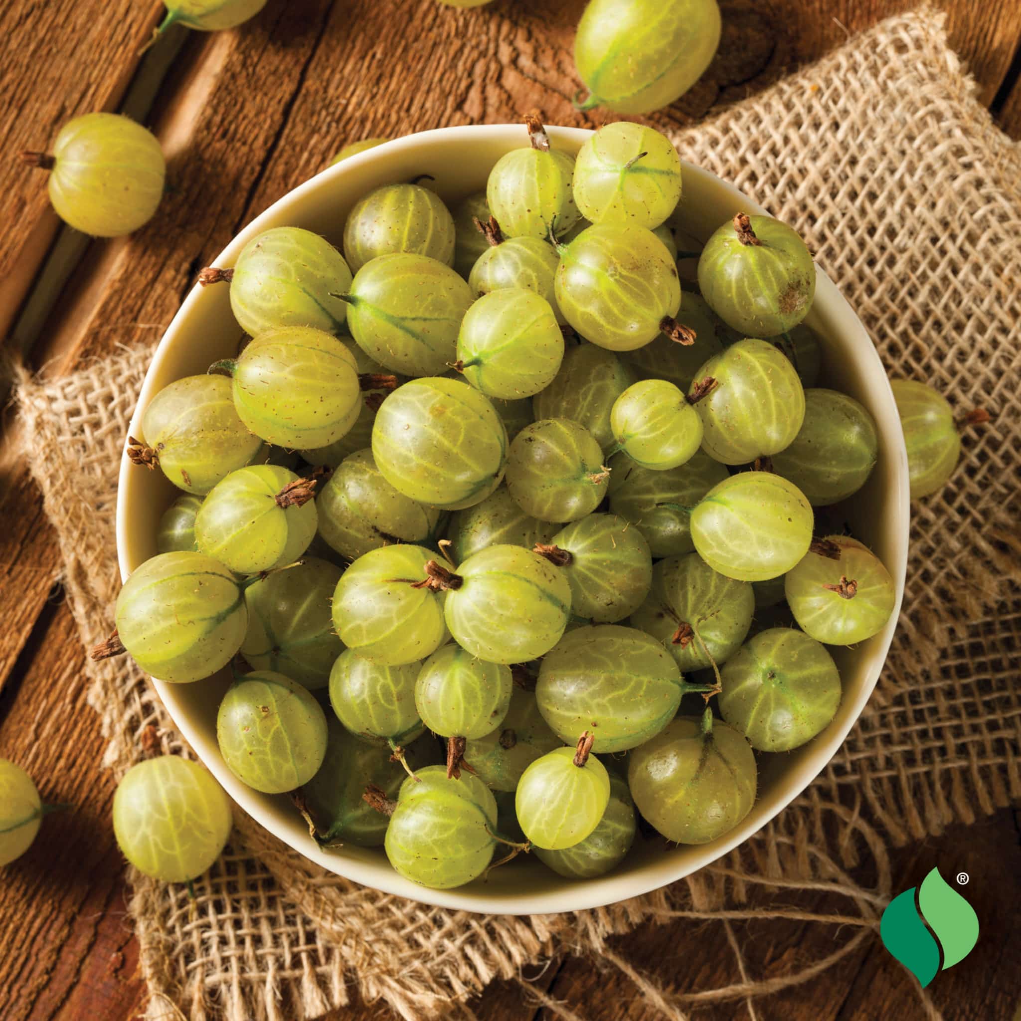 Gooseberry, 'Oregon Champion' - DeGroot