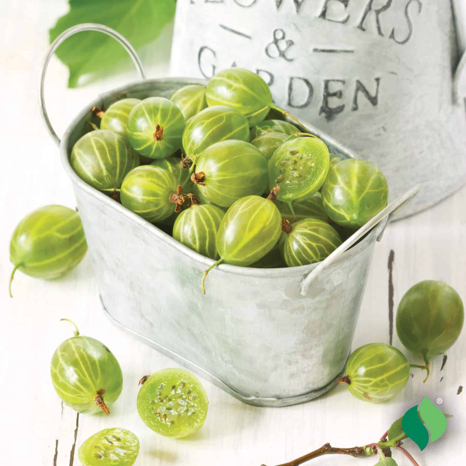Gooseberry, 'Oregon Champion' - DeGroot