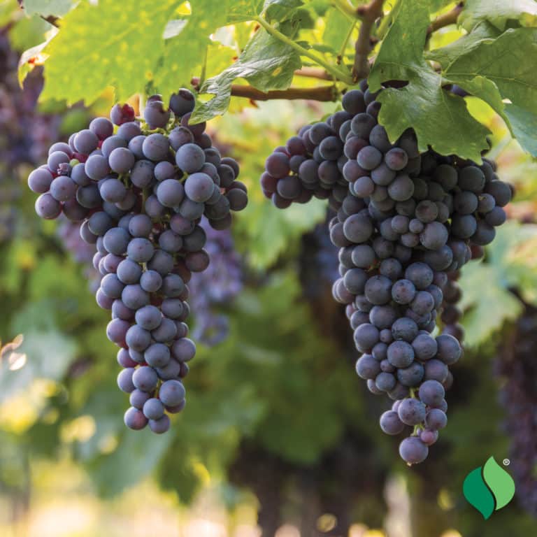Grape, Vanessa (seedless) - DeGroot