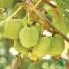 Hardy Kiwi 'Issai' - DeGroot
