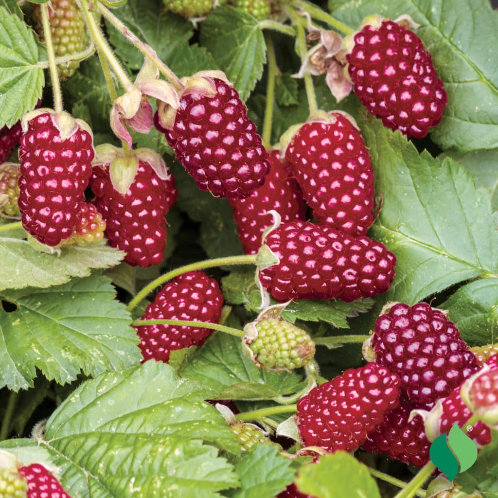 Loganberry - DeGroot