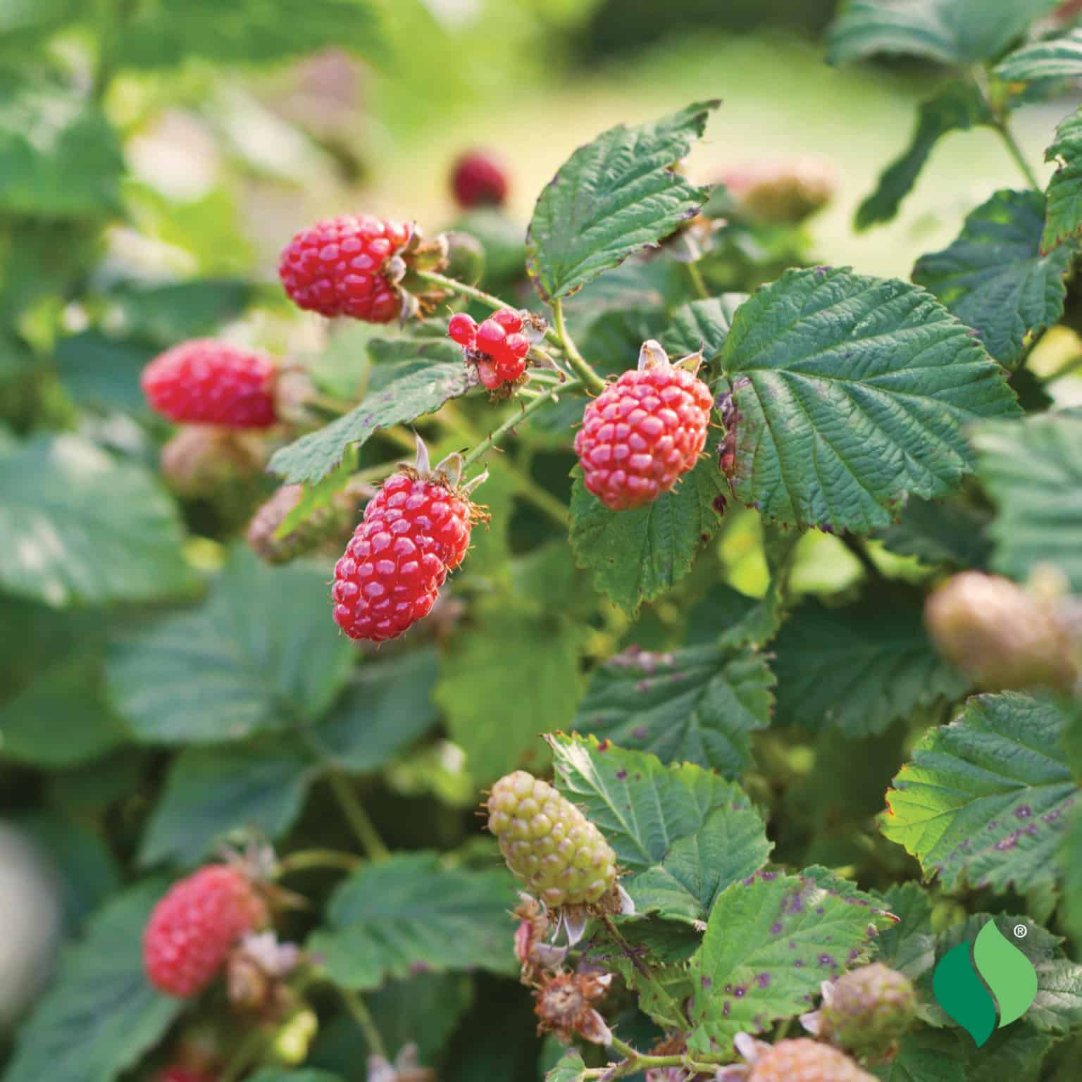 Loganberry - DeGroot