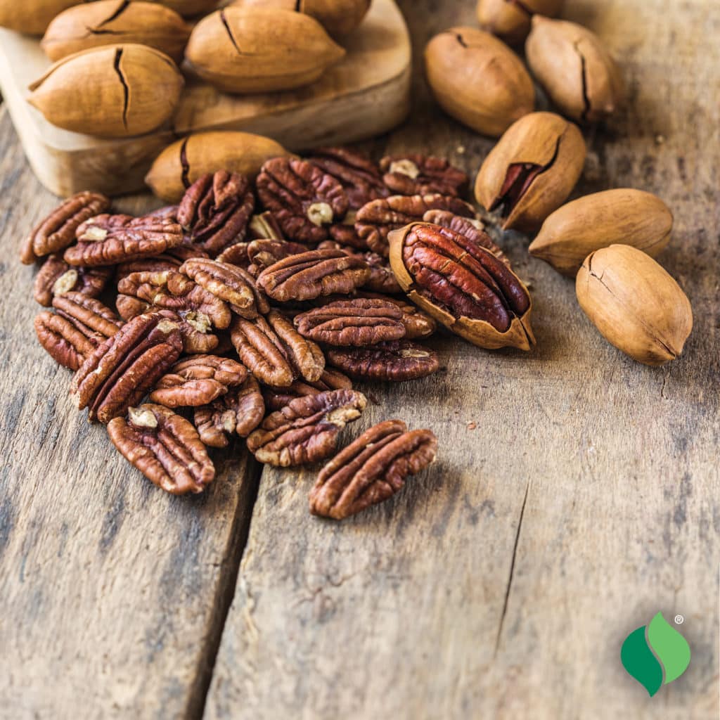 Nut Tree, Hardy Pecan - DeGroot