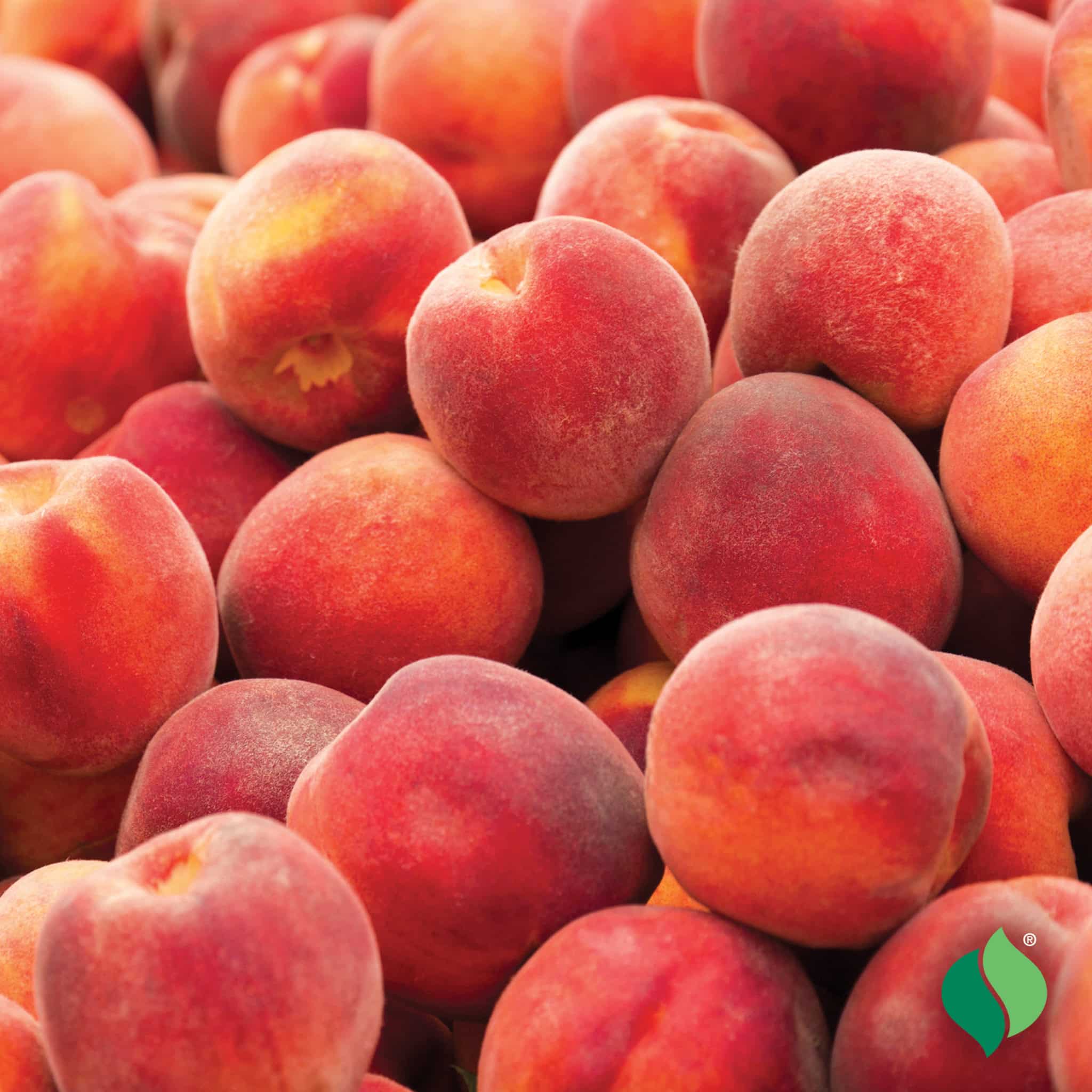 Peach Tree, 'Florida King' - DeGroot