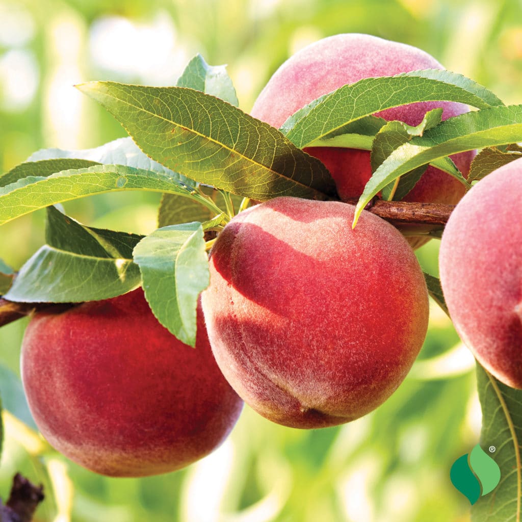 Peach Tree, 'Red Haven' - DeGroot