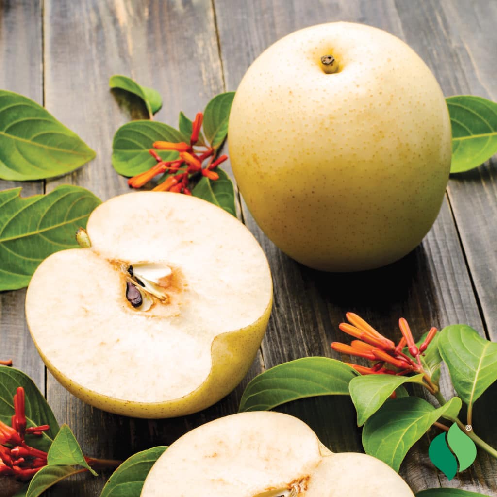 Pear Tree, 'Asian' - DeGroot