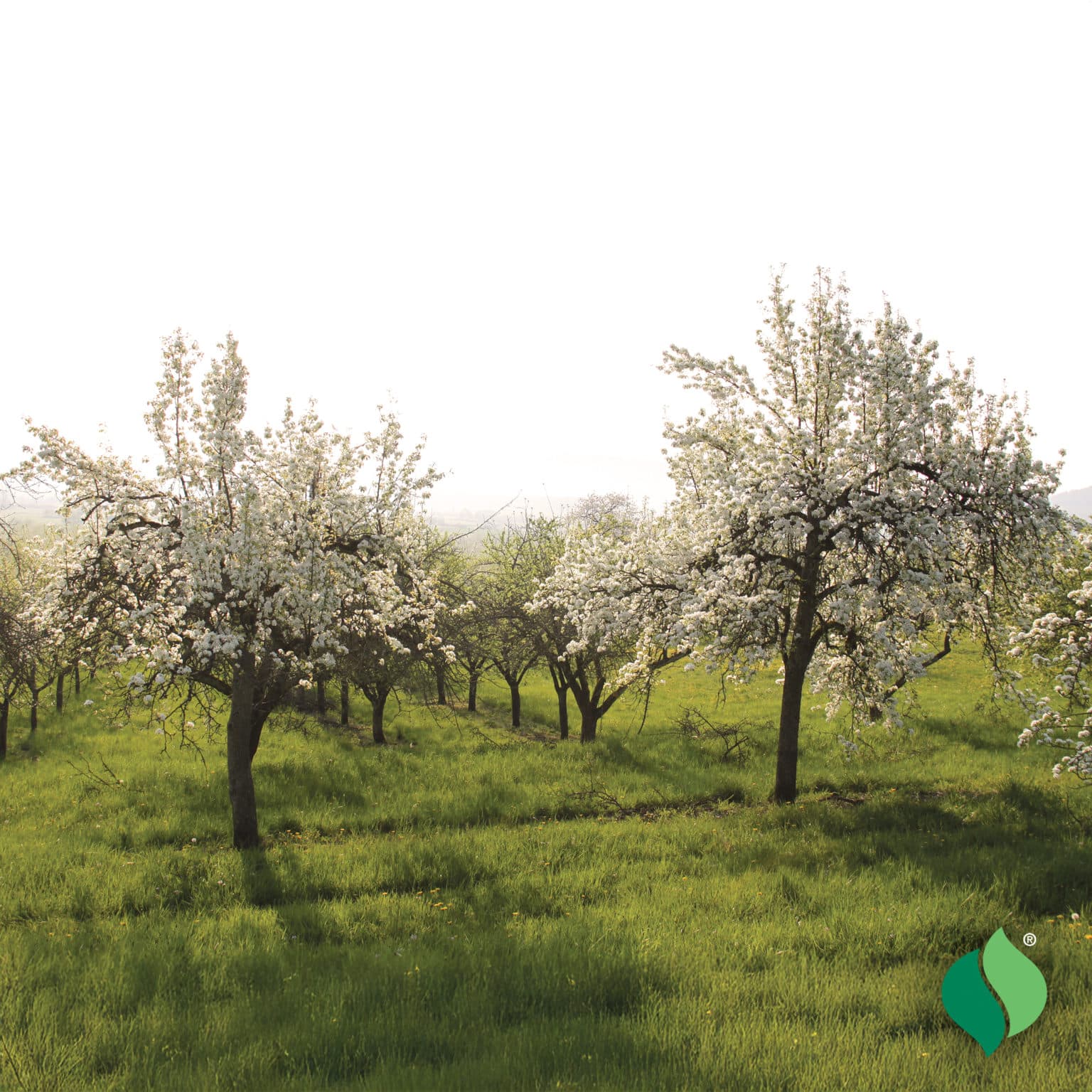 Pear Tree, 'Kieffer' - DeGroot