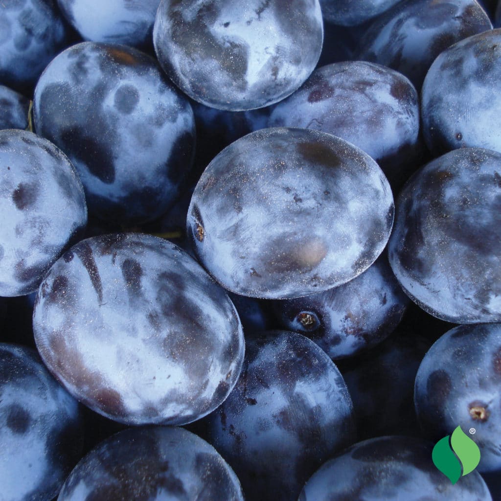 Plum Tree, 'Blue Damson' - DeGroot