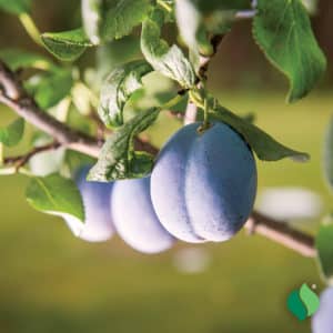 Plum Tree, 'Blue Damson' - DeGroot