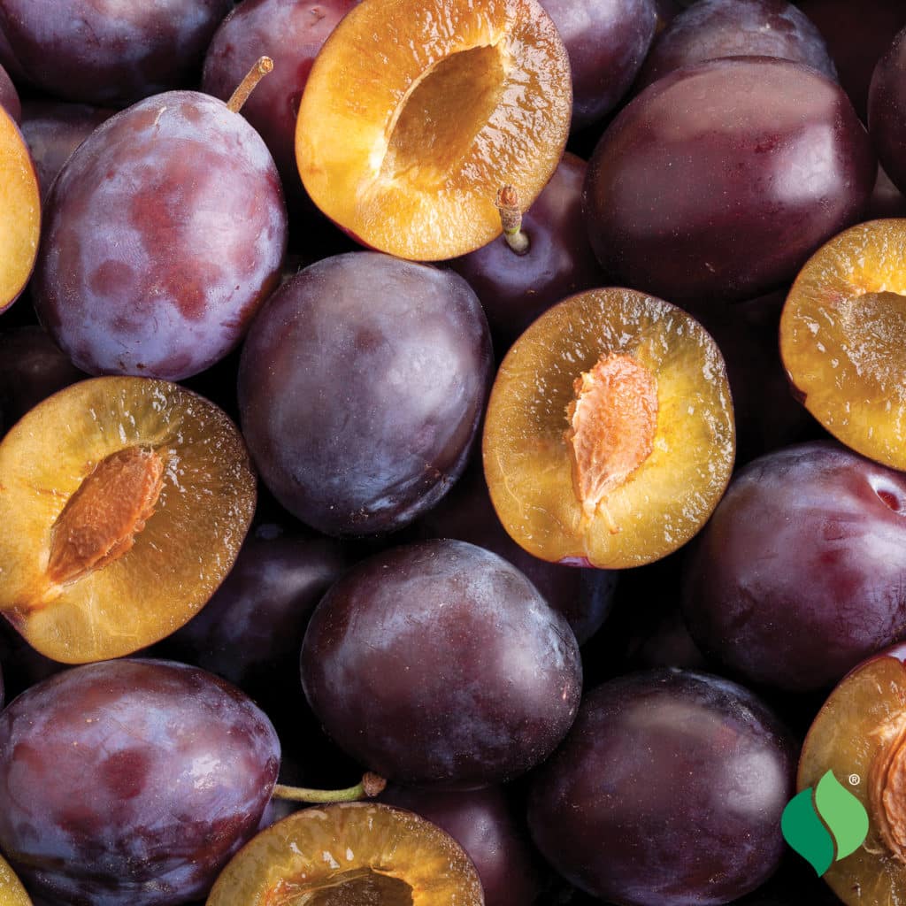 Plum Tree, 'Methley' - DeGroot